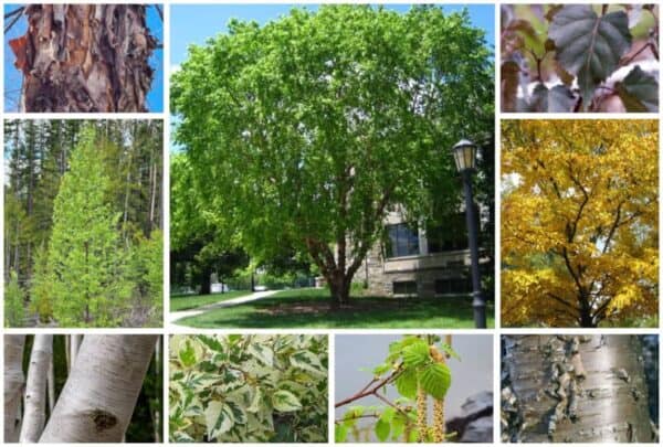 14 Evergreen Trees to Grow in Kentucky (Small and Large)