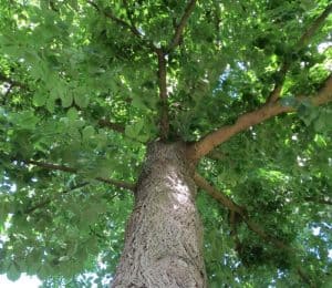 12 Fast Growing Shade Trees for Kansas