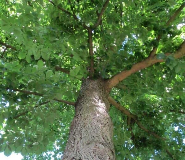 35 Common & Native Trees in Kentucky