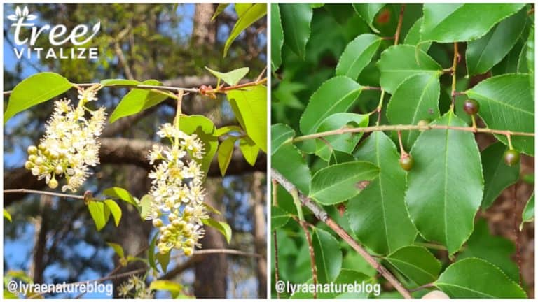 35 Common & Native Trees in Kentucky