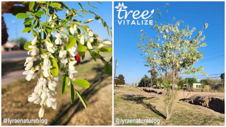 35 Common & Native Trees in Kentucky