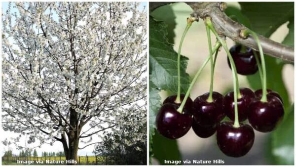 11 Best Fruit Trees for Bountiful Harvests in Kentucky