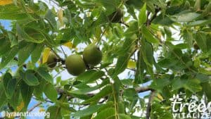 25 Common and Native Trees in Kansas