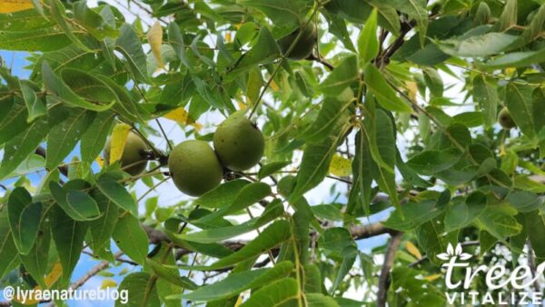 35 Common & Native Trees in Kentucky