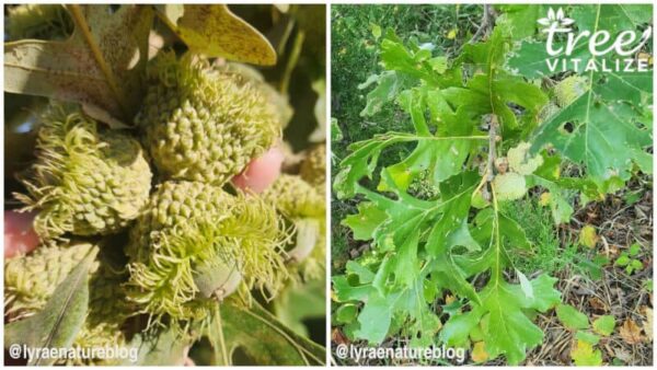 35 Common & Native Trees in Kentucky