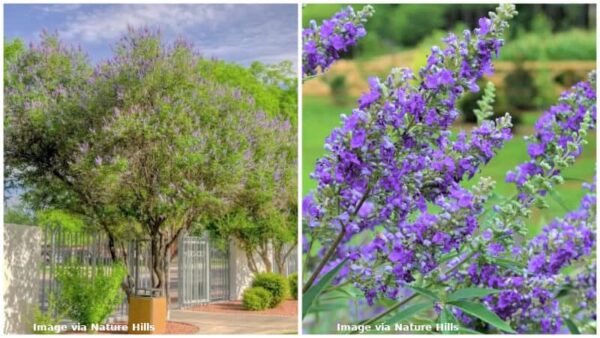 12 Flowering Trees in Kansas (White, Yellow, Purple & Pink)