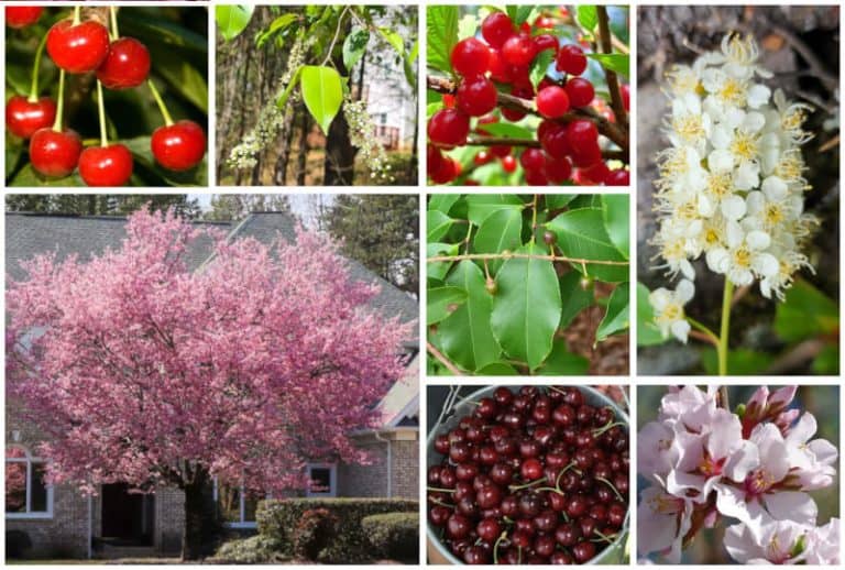 7 Types of Fruit Trees That Will Thrive in Kansas