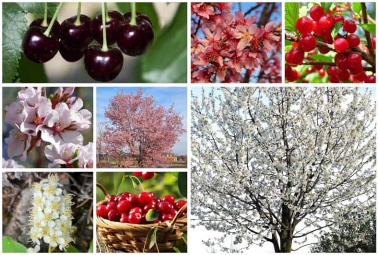 7 Types of Fruit Trees That Will Thrive in Kansas