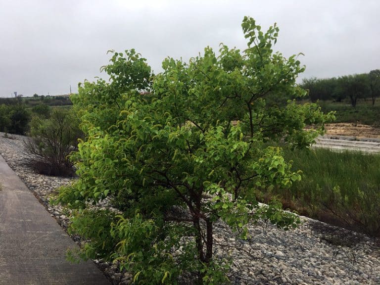 9 Fast-Growing Trees for USDA Zone 9 Landscapes