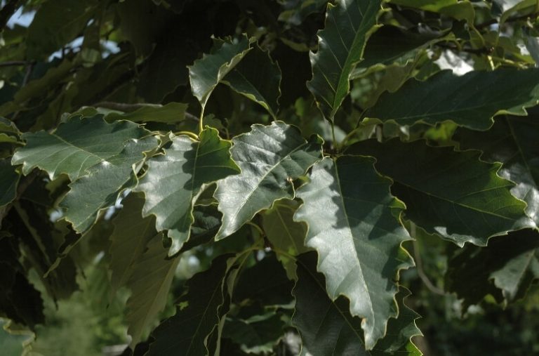 7 Oak Trees to Grow or Admire in Kansas