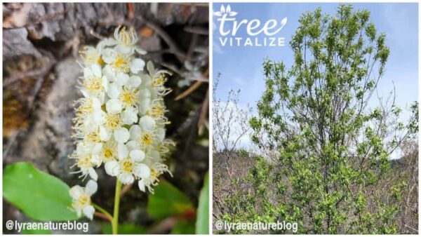 25 Common and Native Trees in Kansas