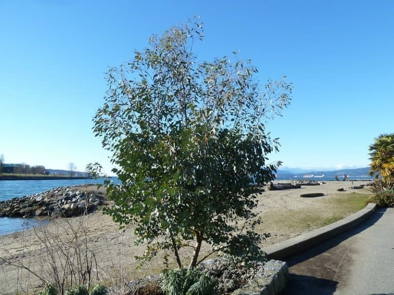 9 Fast-Growing Trees for USDA Zone 9 Landscapes