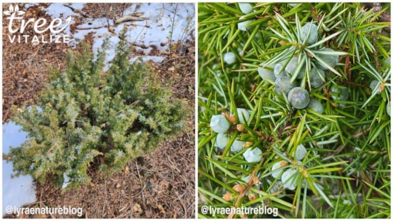 14 Evergreen Trees to Grow in Kentucky (Small and Large)