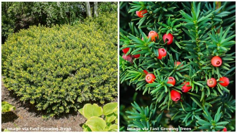 14 Evergreen Trees to Grow in Kentucky (Small and Large)