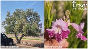 20 Native Trees of New Mexico (With Identifying Features)