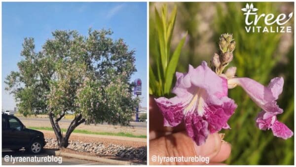 20 Native Trees of New Mexico (With Identifying Features)