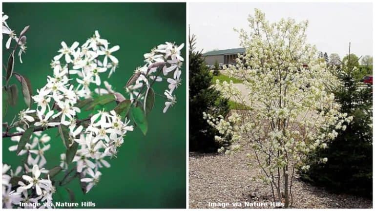 18 Stunning Flowering Trees That Grow in Kentucky