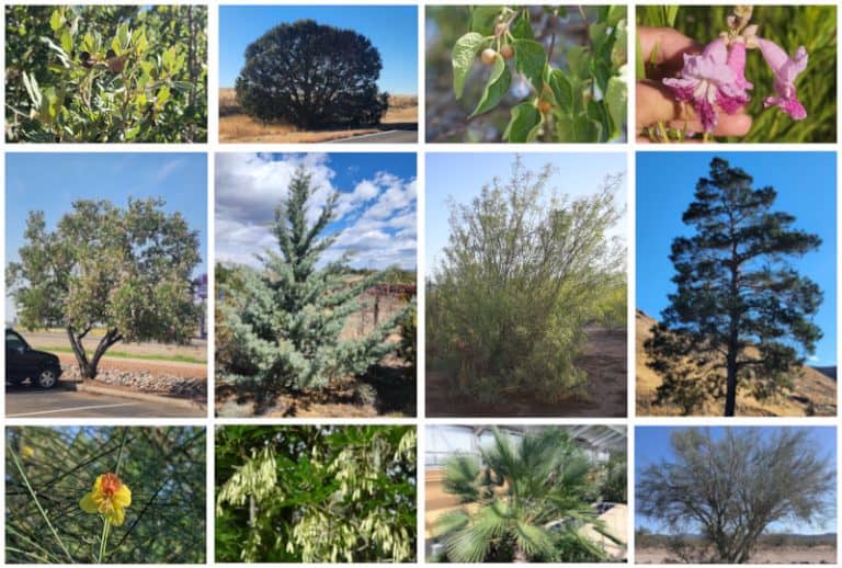 20 Native Trees of New Mexico (With Identifying Features)
