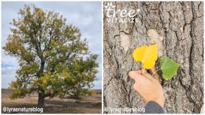 25 Common and Native Trees in Kansas