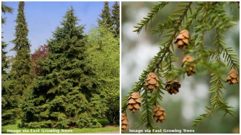 14 Evergreen Trees to Grow in Kentucky (Small and Large)