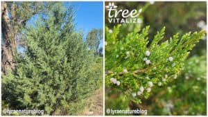 25 Common and Native Trees in Kansas
