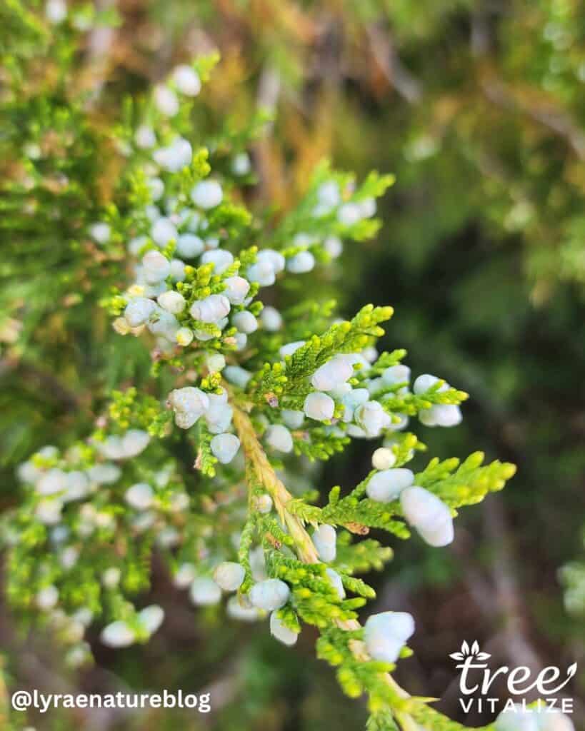 10 Evergreen Privacy Trees You Can Grow in USDA Zone 9