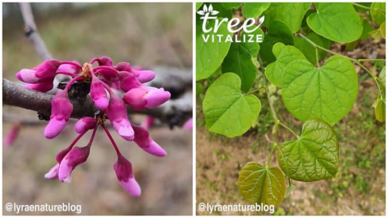 25 Common and Native Trees in Kansas