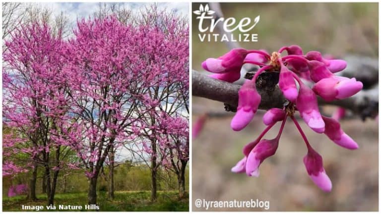 35 Common & Native Trees in Kentucky