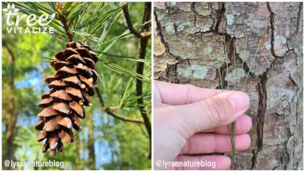 25 Common and Native Trees in Kansas