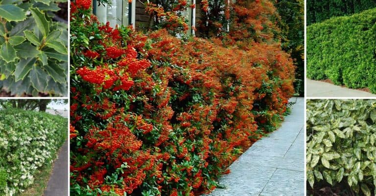 USDA Zone 9: Where is it? What to Plant? Tips to Success