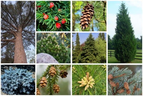 8 Excellent Evergreen Trees That Will Thrive in USDA Zone 7