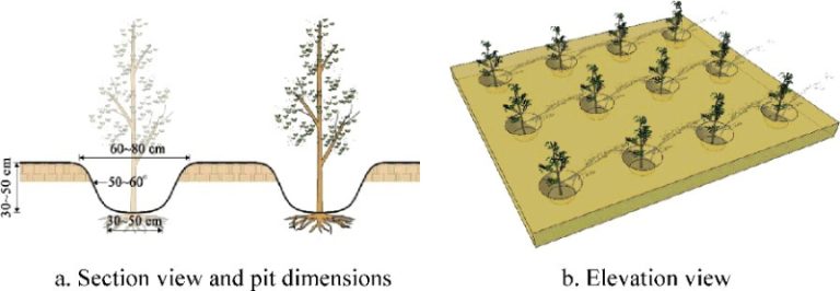 Establishing Trees Successfully in a Xeriscape Garden