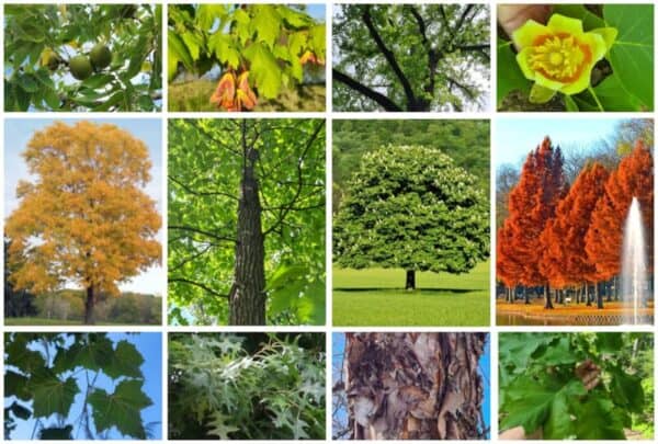 12 Fast Growing Shade Trees for Kansas