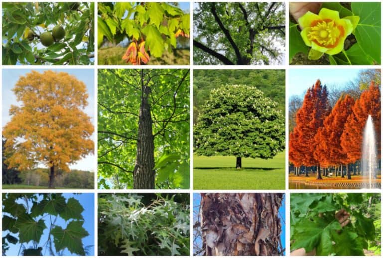 10 Fast Growing Trees That Thrive in USDA Zone 8