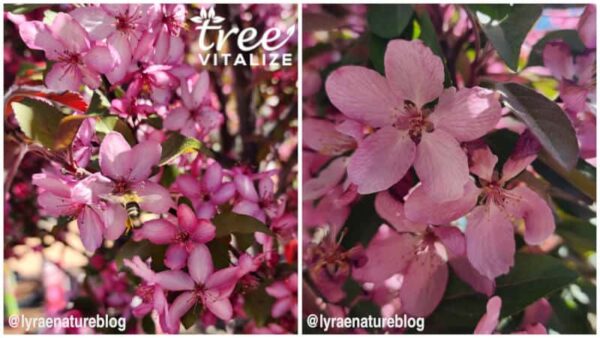 12 Flowering Trees in Kansas (White, Yellow, Purple & Pink)
