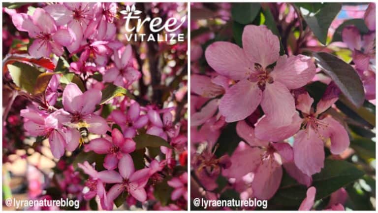 12 Flowering Trees in Kansas (White, Yellow, Purple & Pink)