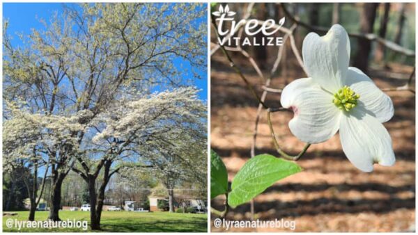 18 Stunning Flowering Trees That Grow in Kentucky