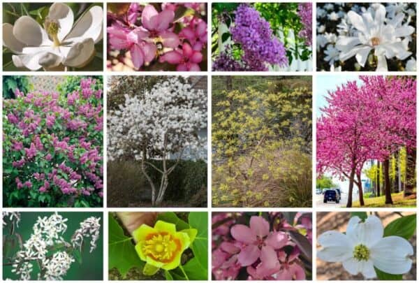 20 Full-Sized & Small Ornamental Flowering Trees for Zone 7