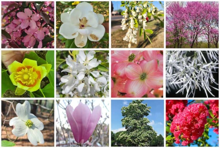 8 Oak Trees to Grow in Kentucky (or Admire)