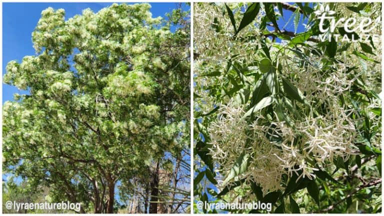 20 Native Trees of New Mexico (With Identifying Features)