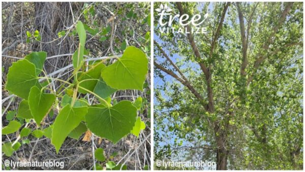 20 Native Trees of New Mexico (With Identifying Features)