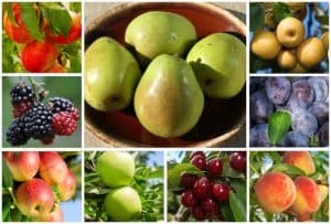 25 Common and Native Trees in Kansas