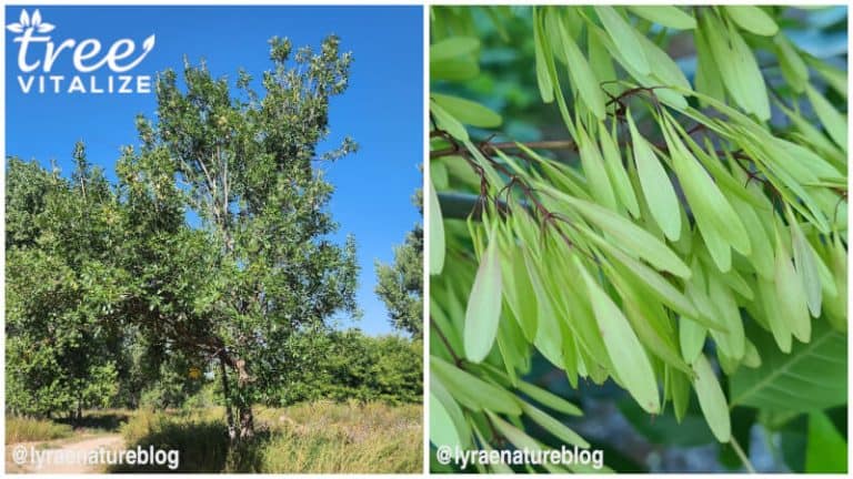 25 Common and Native Trees in Kansas
