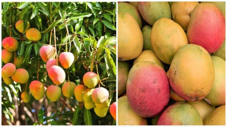 16 USDA Zone 9 Fruit Trees to Grow for Bountiful Harvests!