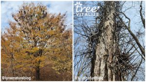 25 Common and Native Trees in Kansas