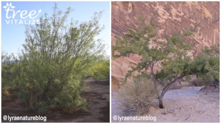 12 Drought-Tolerant Trees for Your New Mexico Xeriscape