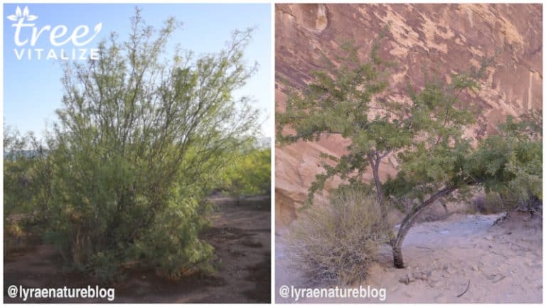 20 Native Trees of New Mexico (With Identifying Features)