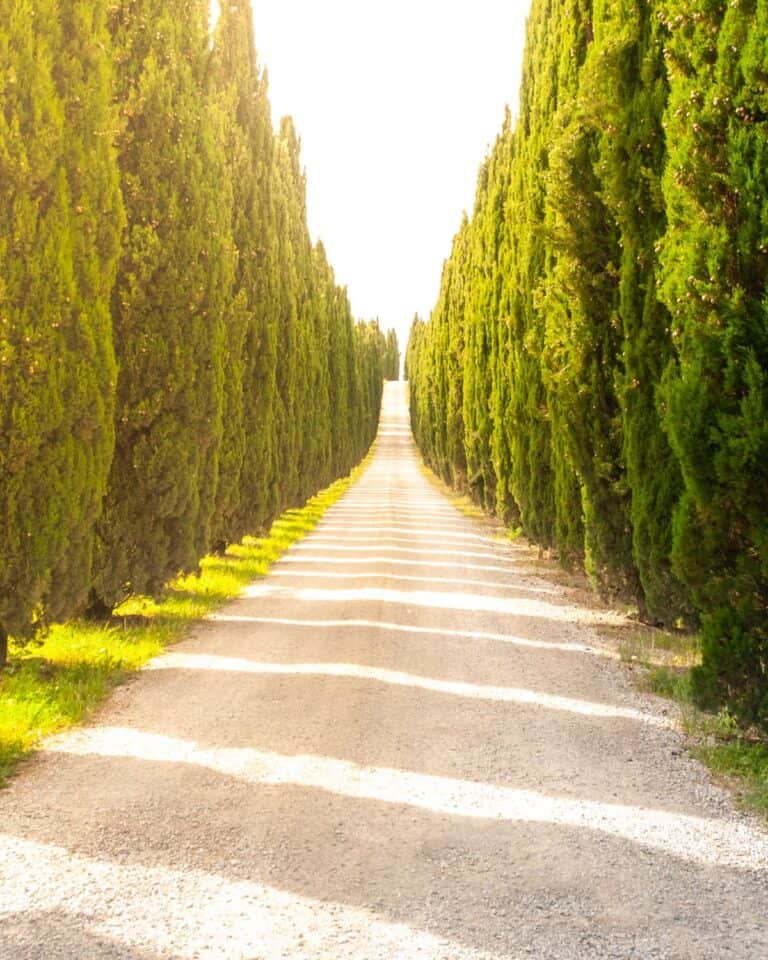10 Evergreen Privacy Trees You Can Grow in USDA Zone 9