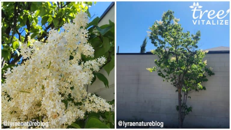 12 Flowering Trees in Kansas (White, Yellow, Purple & Pink)