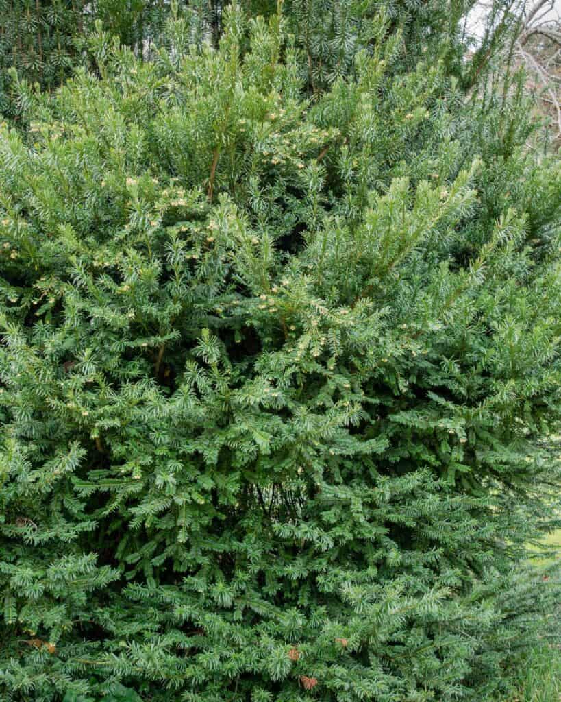 10 Evergreen Privacy Trees You Can Grow in USDA Zone 9